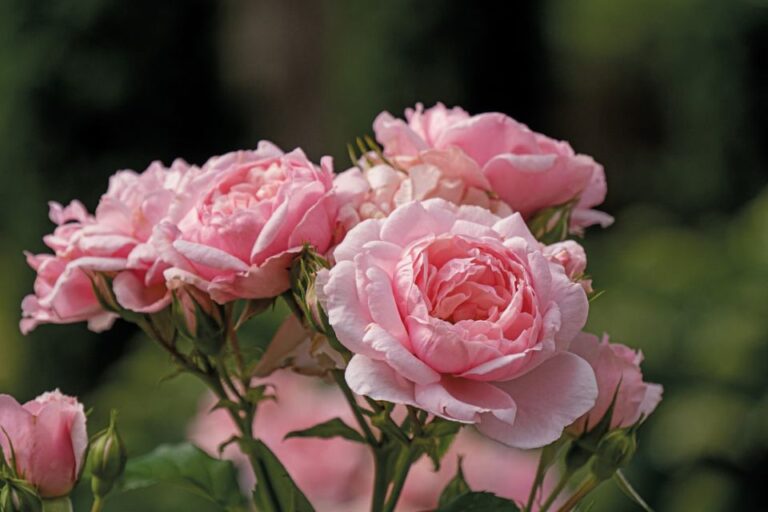 Announcing the 2026 Winners of the American Garden Rose Selections