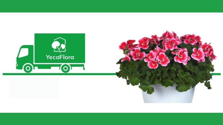 Locally Grown Selecta One Geraniums to Be Introduced at YecaFlora