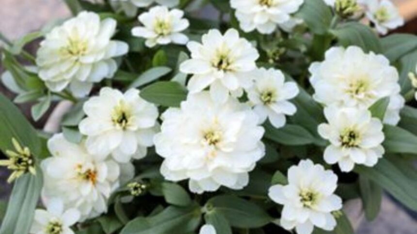 Zinnia 'Profusion Double White Improved' from Sakata Wins AAS Gold Medal