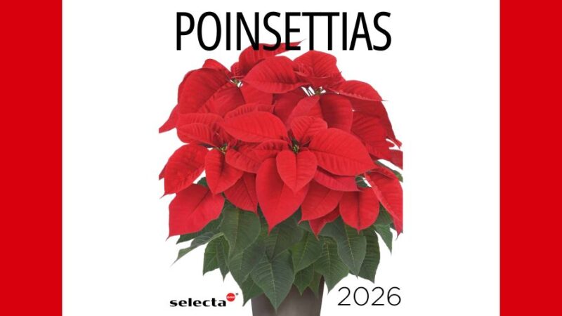 Selecta One Releases New Poinsettias Catalog for 2026