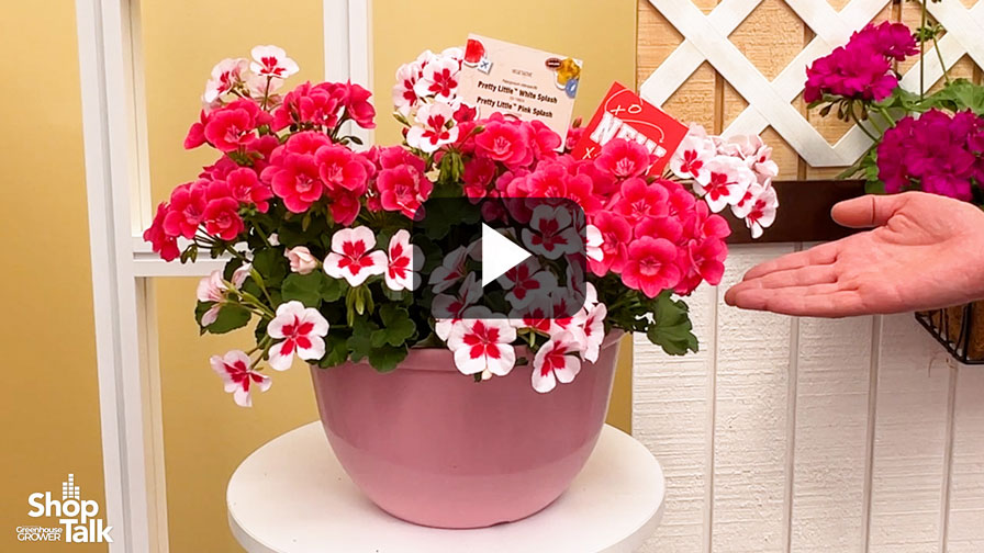 Videos from CAST 2026: Syngenta Flowers' Updated Pretty Little Geranium ...