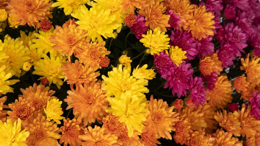 Video Spotlight: Pot Mum Culture for Successful Fall Finishing
