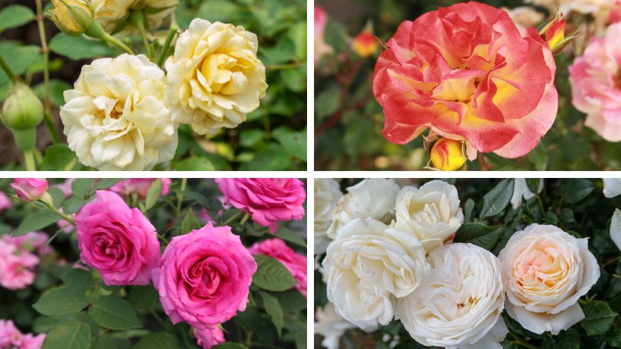 Star Roses' Varieties Win at the 2026 American Rose Trials
