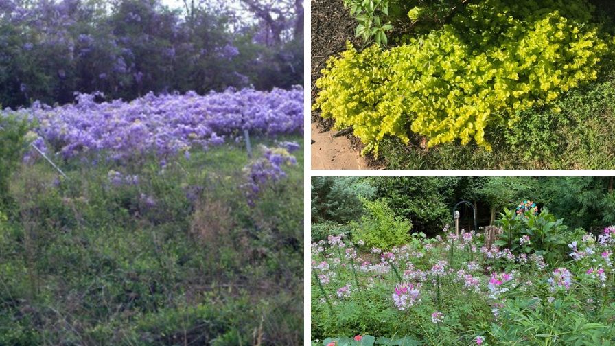 Catoctin Mtn. Growers Owner Robert Van Wingerden Dies in Tragic ...
