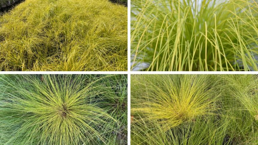 Intrinsic Perennial Gardens Debuts New Prairie Dropseed Variety