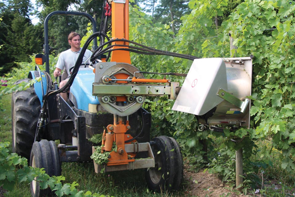 Vinifera Finds A Home In The Finger Lakes - Growing Produce
