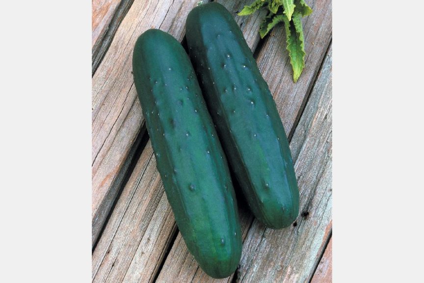 15 Great Cucumbers You'll Want to Grow - Growing Produce