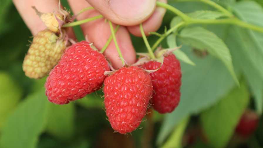Raspberry and Strawberry Growing Opportunities Expand in New York ...