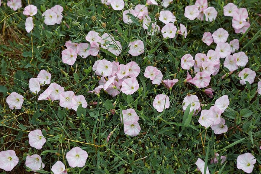 What’s Being Done in California Orchards To Beat Perennial Weeds ...