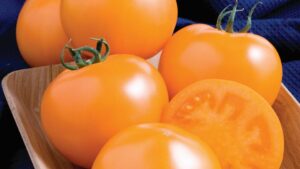 26 Tasty Tomato Varieties You Should Know and Grow Now - Growing Produce