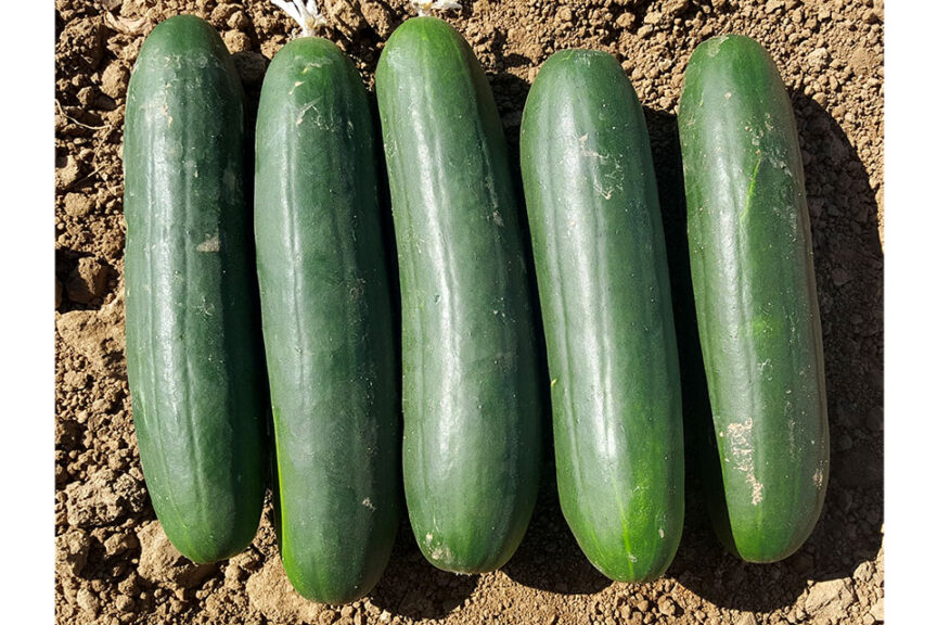 18 Cool Cucumber Varieties You Will Want To Grow - Growing Produce