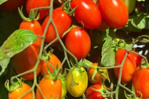 26 Tasty Tomato Varieties You Should Know and Grow Now - Growing Produce