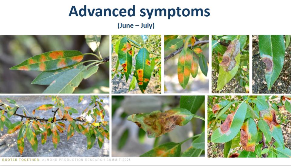 Red Leaf Blotch: Mitigating an Epidemic in Almonds - Growing Produce