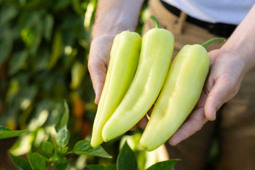 Hot Pepper Varieties To Spice up Your Crop Portfolio - Growing Produce