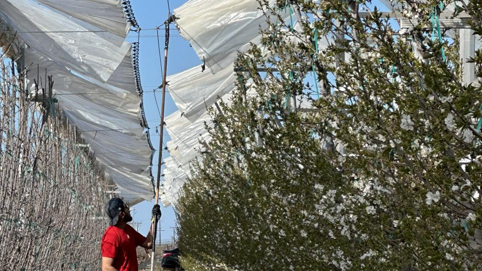 What Fruit Growers Have in Their Production Plans for 2026 - Growing ...