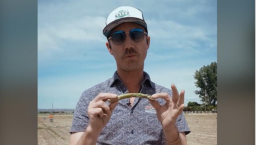 Grower Perspective: Why Asparagus Fields in the U.S. are Disappearing ...