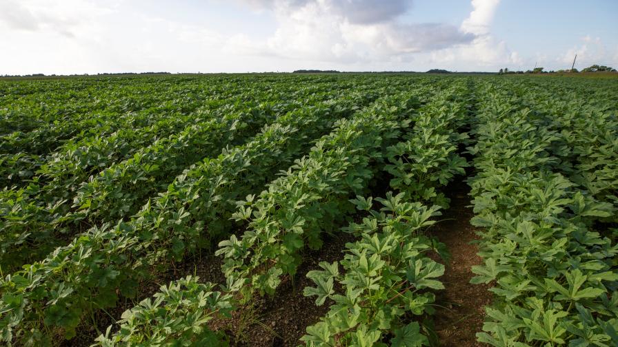 Okra Emerging as a New Powerhouse Crop - Growing Produce