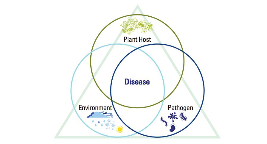 Disease Management for Grapes: When the Best Defense Is a Good Offense ...
