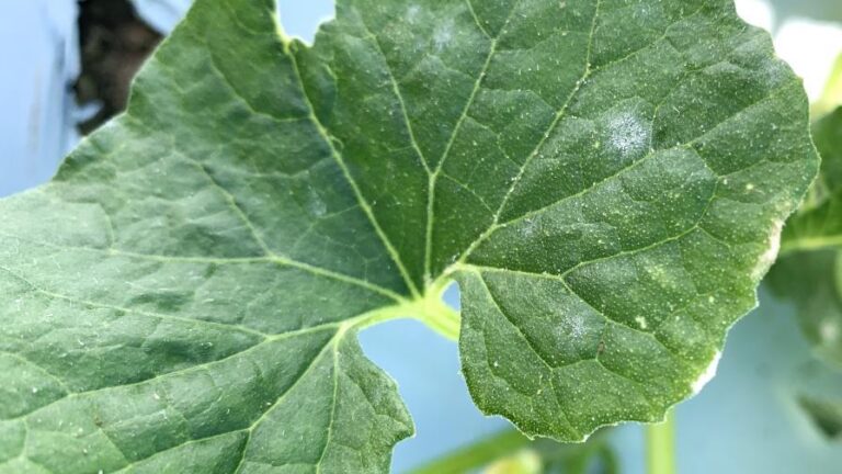 Powdery Mildew: A Crop Protection Problem That Needs Attention ...