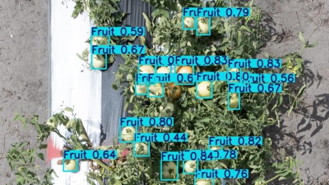 Scientists Tout Tools To Better Predict Strawberry and Tomato Yields ...
