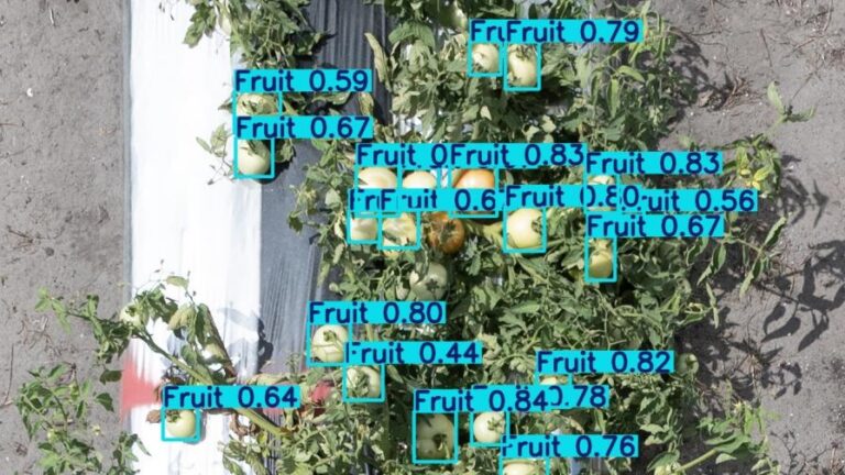 Scientists Tout Tools To Better Predict Strawberry and Tomato Yields ...
