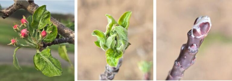Can Advances in Genetics Help Apples Outsmart Spring Frost? - Growing ...