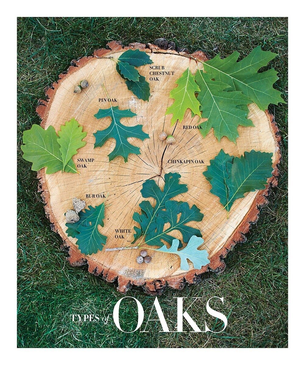 From Acorn to Oak - Life:Beautiful