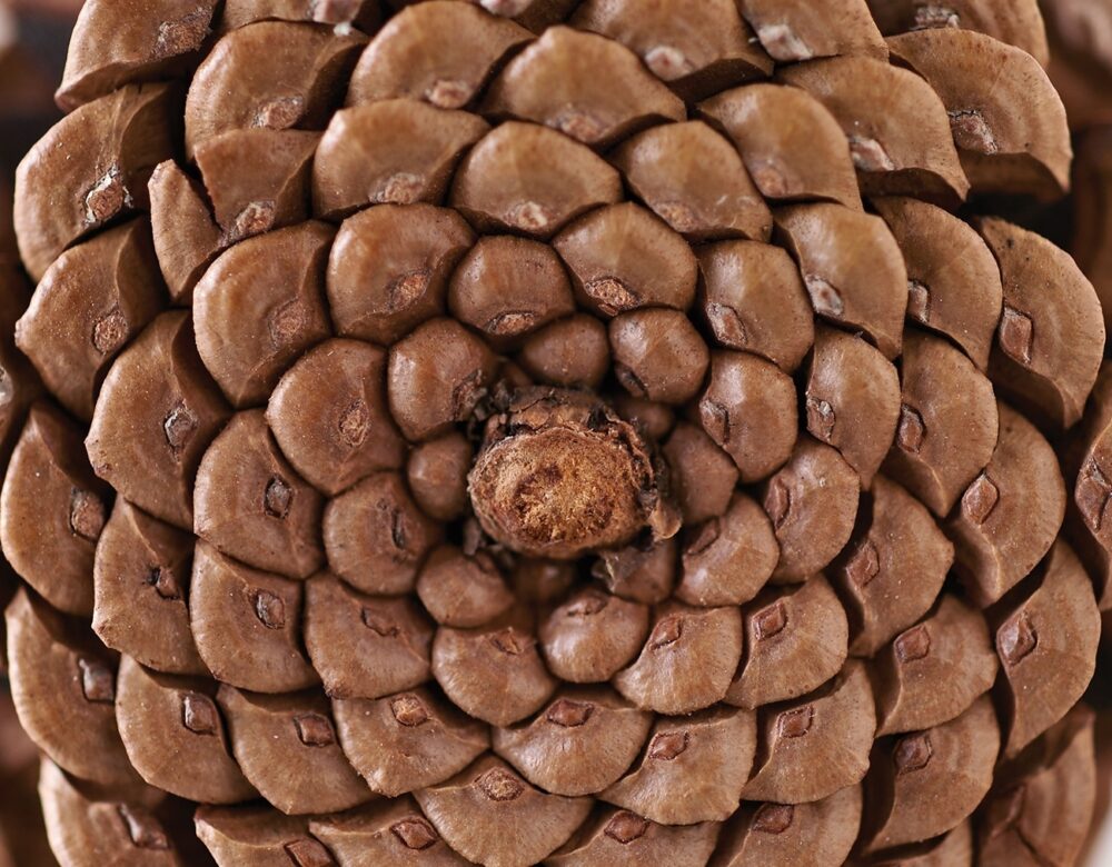 Pinecones - Life:Beautiful