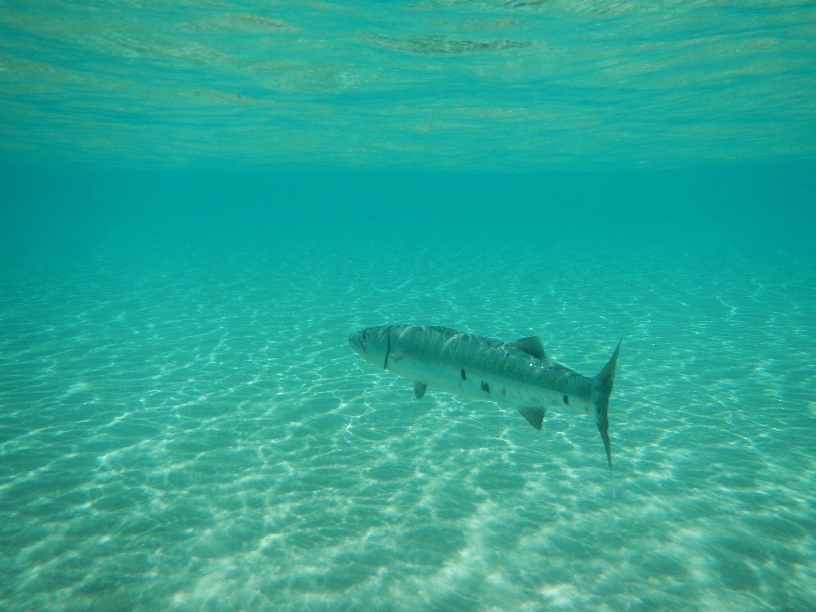 PP1CZ - Callsign Lookup by QRZ Ham Radio