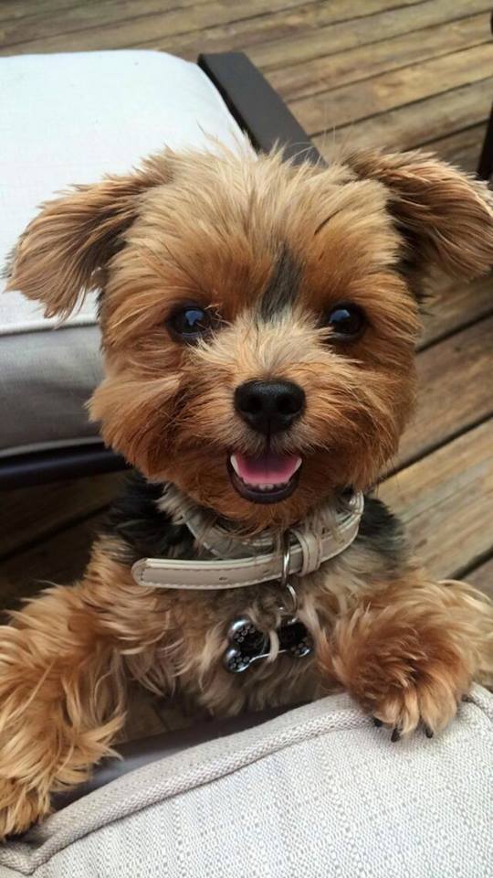 Good morning #happyday | Yorkie, Cute dogs, Cute puppies