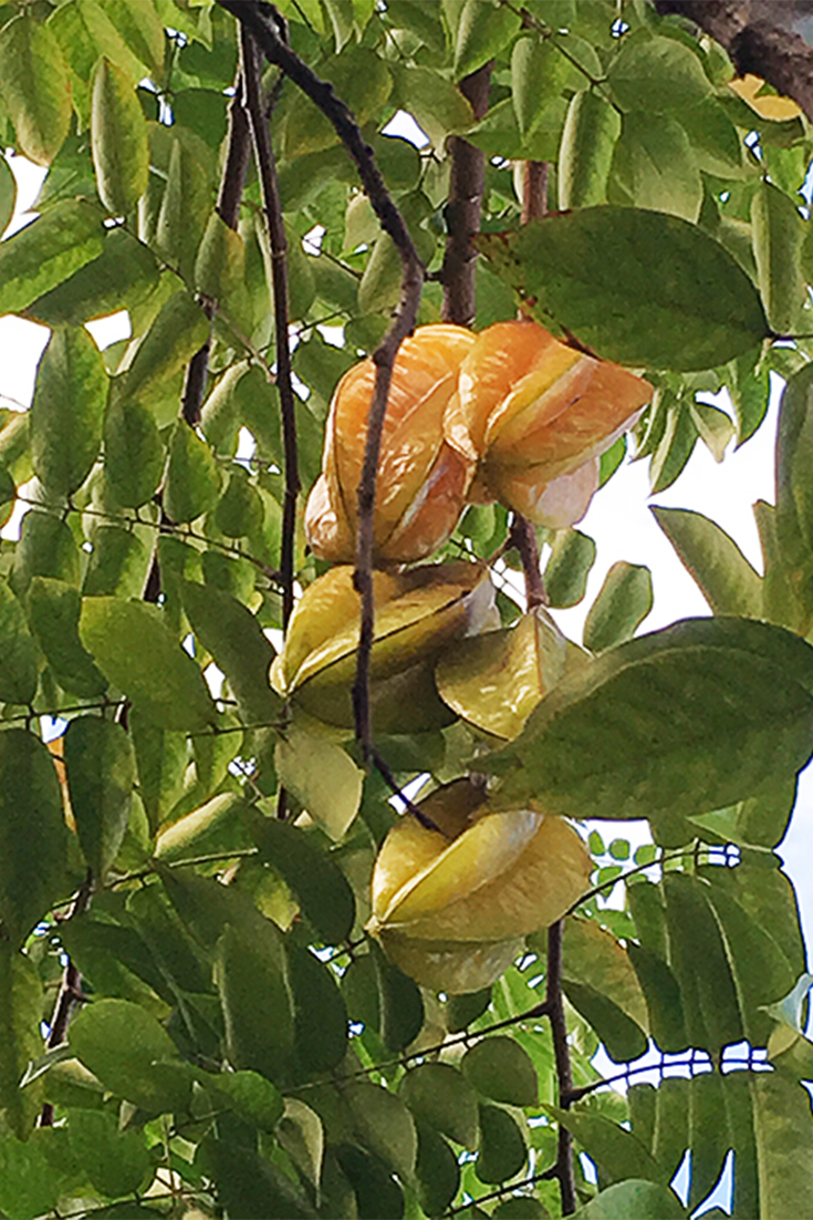This starfruit tree's just outside my window. I can reach for the stars ...