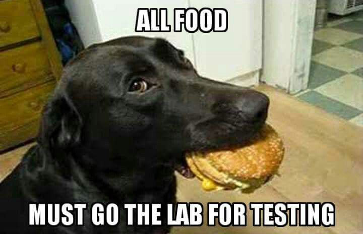 1000+ images about Entirely Dog Memes on Pinterest | Dog memes, Funny ...