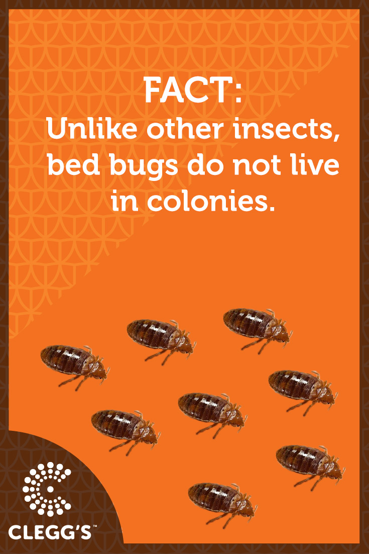 Today's #PestControl Fact! | Bed bug control, Bed bugs, Bugs