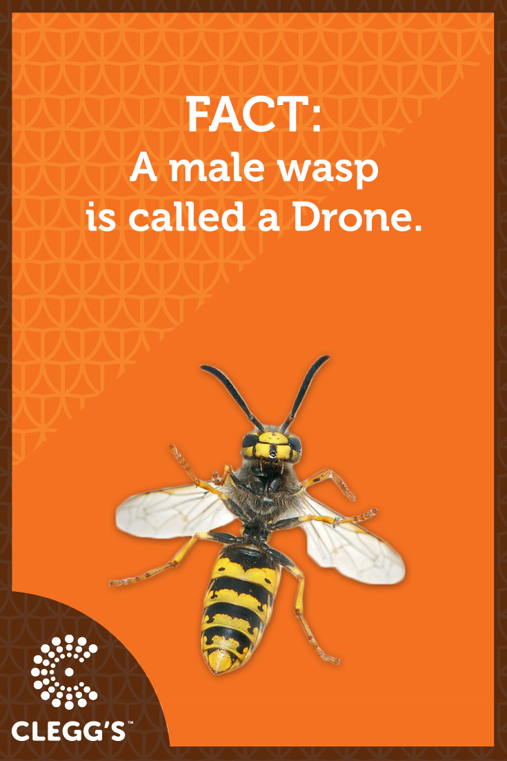 Today's #PestControl Fact! | Wasp, Bee, Facts
