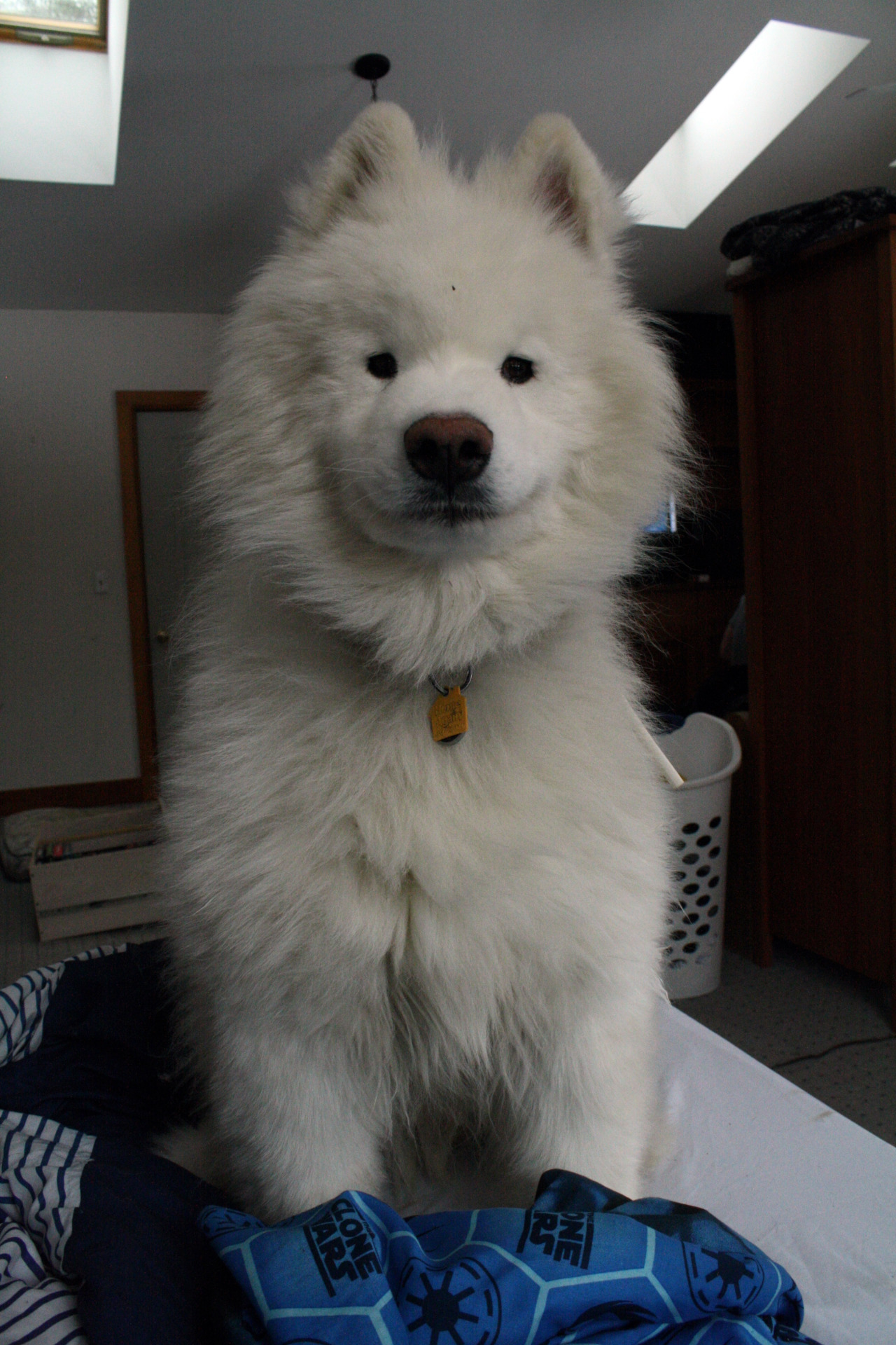 OMG, this Samoyed #puppy has the cutest face ever! | Puppies, Samoyed ...