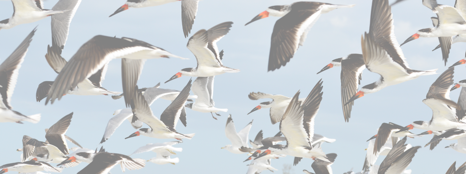 Wild Nature Cards - Sea Birds 1