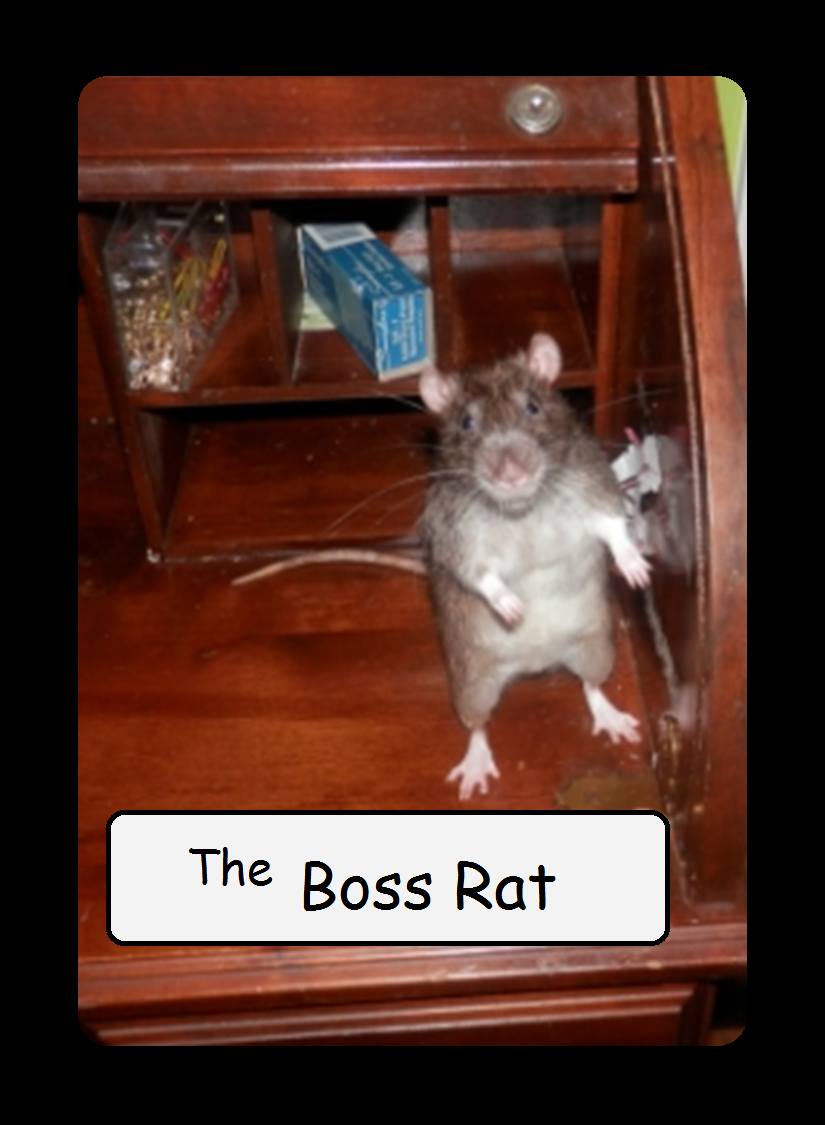 Dirty Rat Quotes Scary Moments (Nightmare Fuel) In Lapitch The Little
