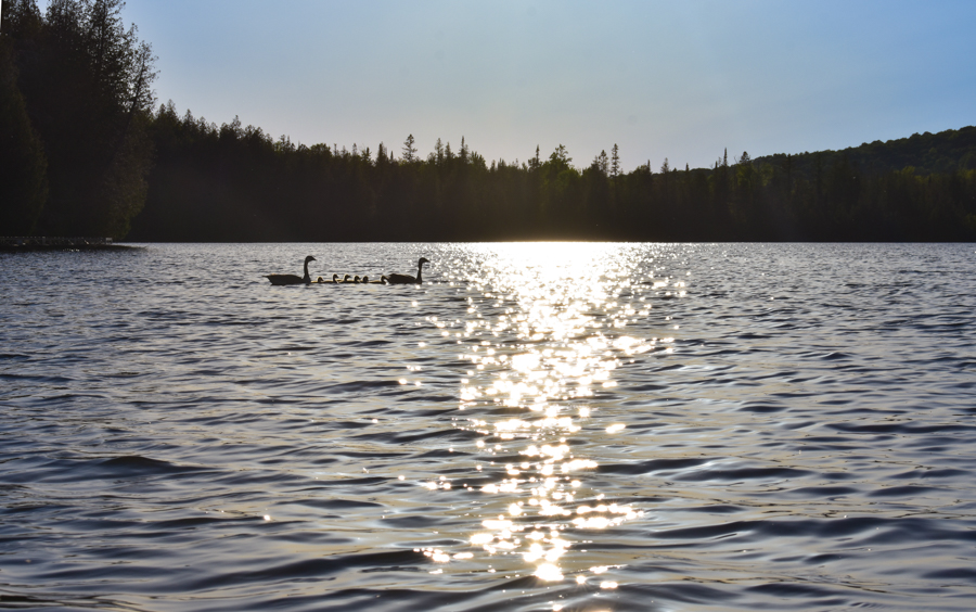 Northeast Kingdom Vermont - Glover VT | Century 21 Farm & Forest