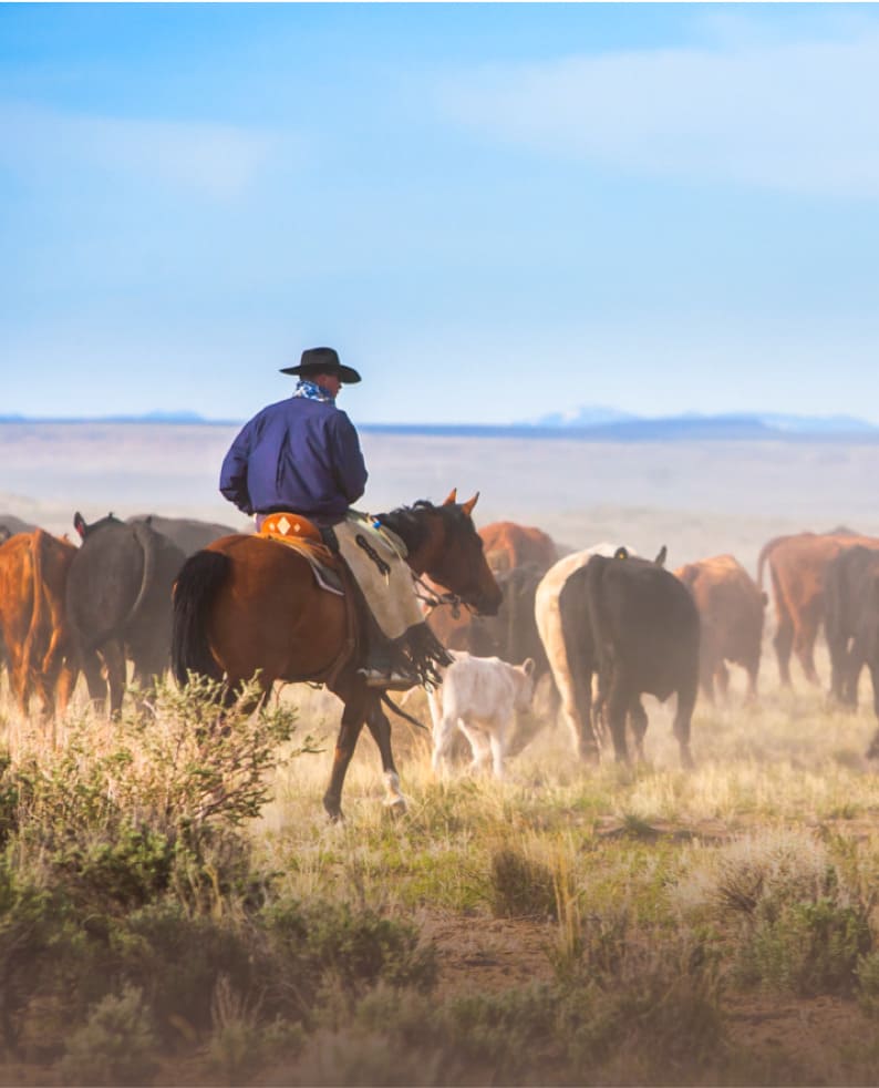 Texas Land & Ranches | Phyllis Browning Company