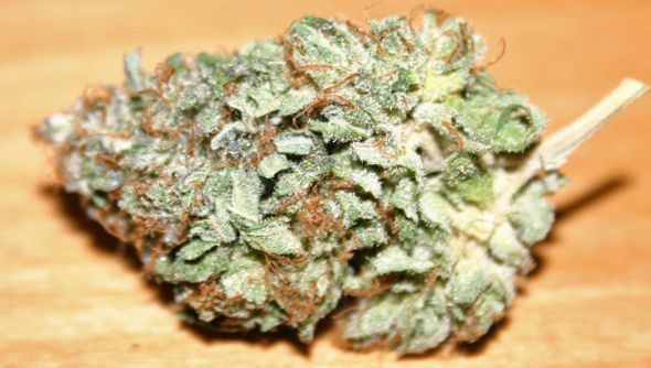 Purple Kush Strain Highlights