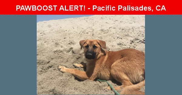 Pacific Palisades, CA Lost Male Dog, Coco Is Missing | PawBoost