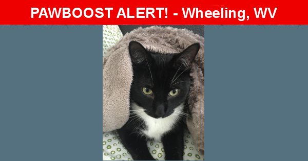 Wheeling, WV Lost Male Cat, Lulu Is Missing | PawBoost