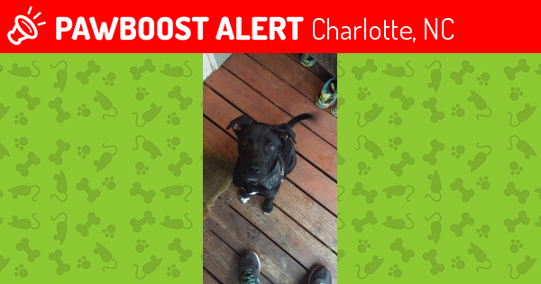 Charlotte, NC Lost Female Dog, Basil Is Missing | PawBoost