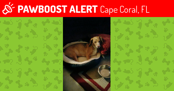 Cape Coral, FL Lost Female Dog, Suzie Is Missing | PawBoost