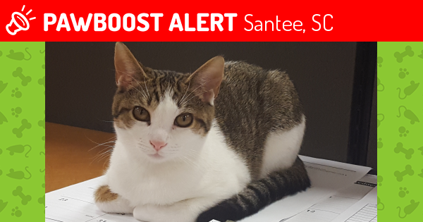 Santee, SC Lost Female Cat, Wednesday Is Missing | PawBoost