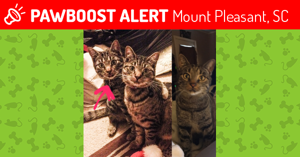 Lost Male Cat in Mount Pleasant, SC 29464 Named Cooper (ID: 4596427 ...