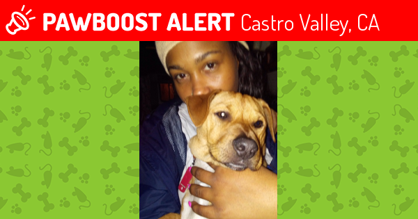 Castro Valley, CA Lost Male Dog, Mac Is Missing | PawBoost