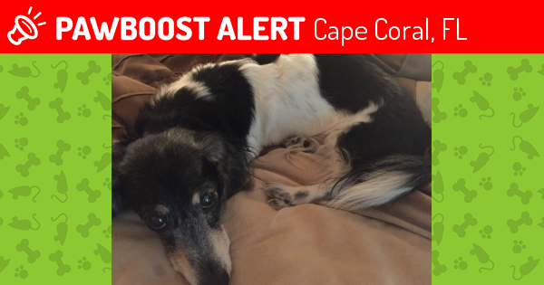 Cape Coral, FL Lost Male Dog, Meyer Is Missing | PawBoost
