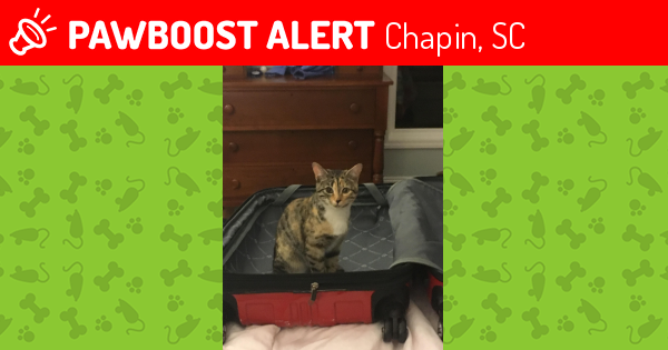 Lost Female Cat in Chapin, SC 29036 Named Kitty (ID: 4610619) | PawBoost