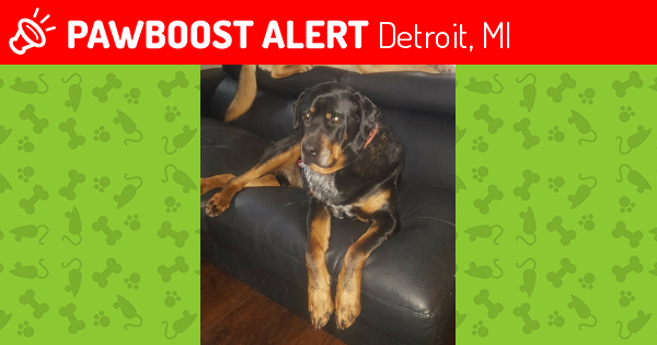 Lost Male Dog in Detroit, MI 48203 Named Taser (ID: 4616335) | PawBoost